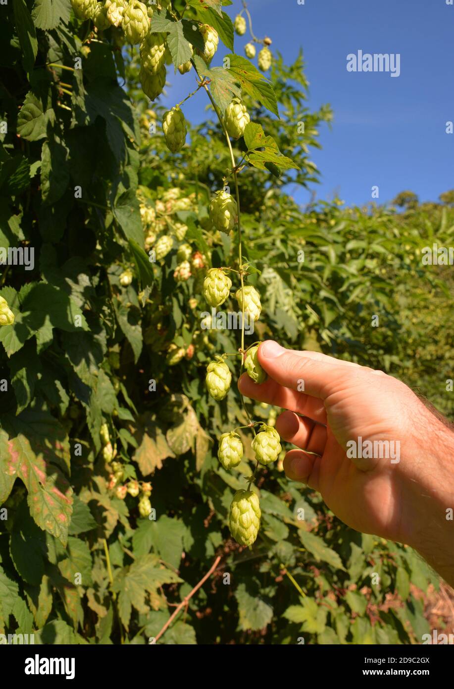 Hop picking at hop farm, hop growing and harvesting Stock Photo - Alamy