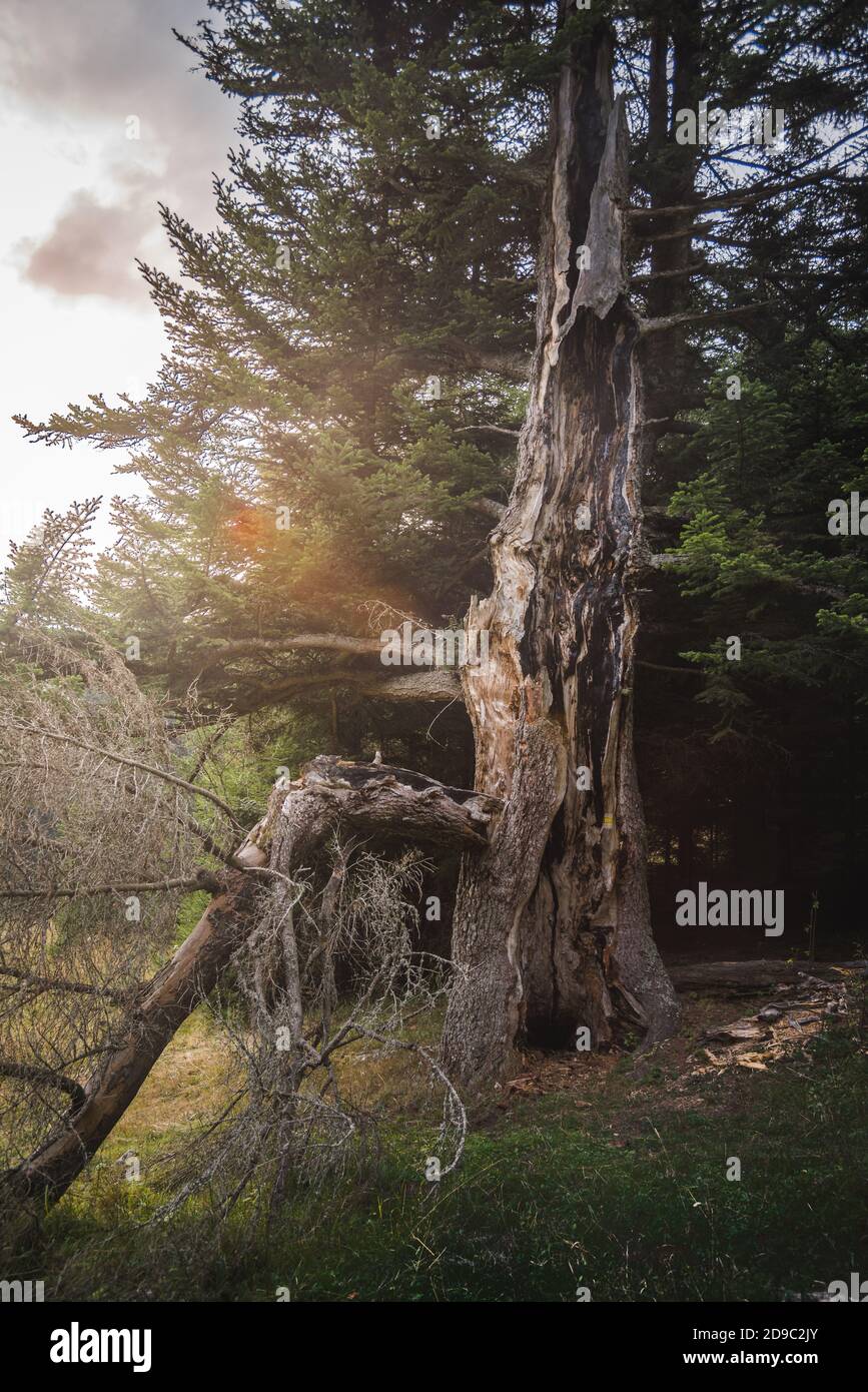 Atmospheric Scenery with Old Tree in Beautifful Golden Light Stock ...