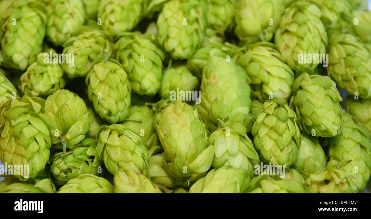 Hop heads, brewing bee hops background Stock Photo - Alamy