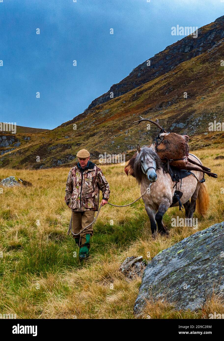 Scotland, UK – A ghillie leading a working highland pony that is ...