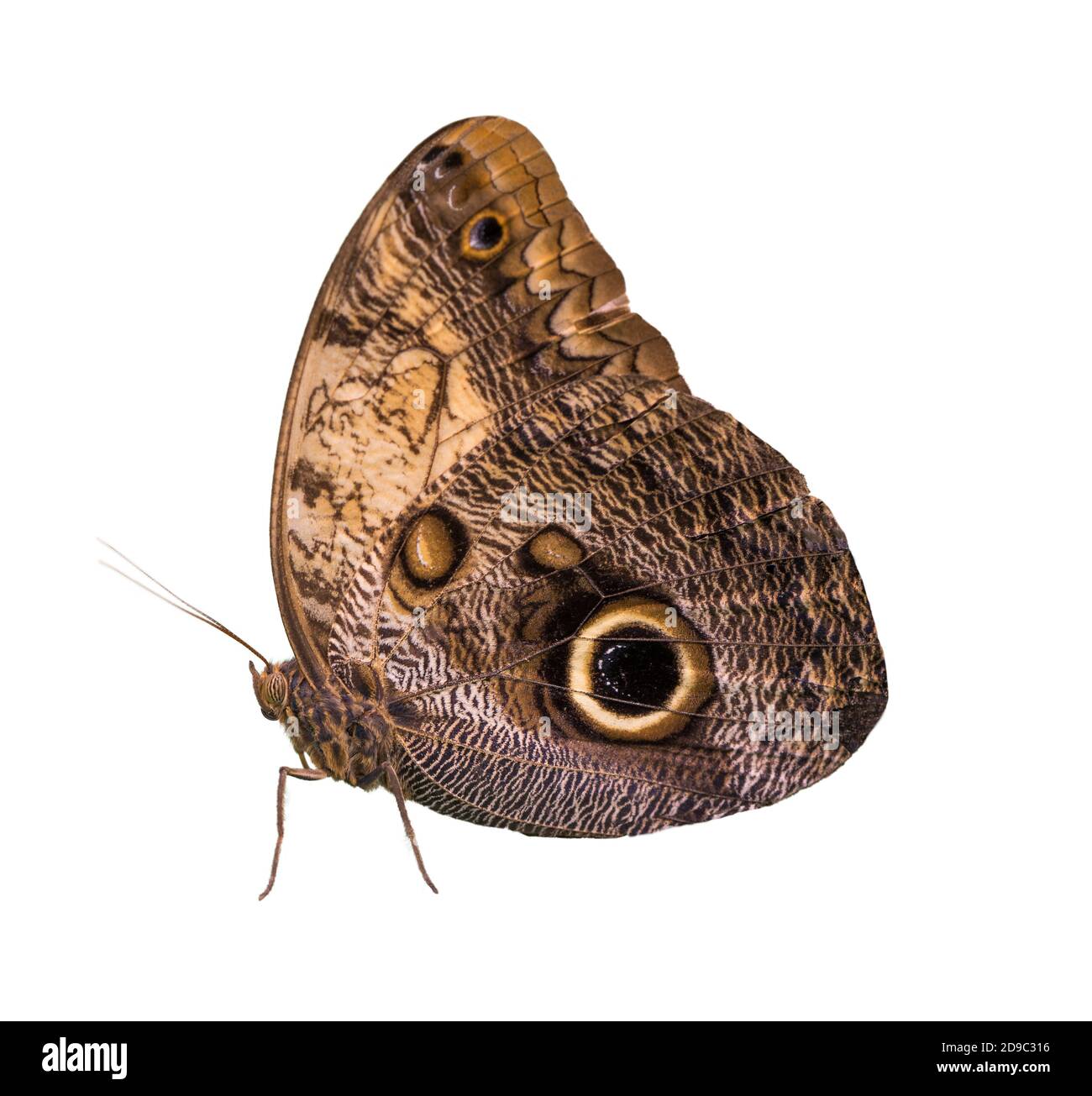 Caligo Rurilochus, Butterfly Owl Isolated on White Background Stock ...