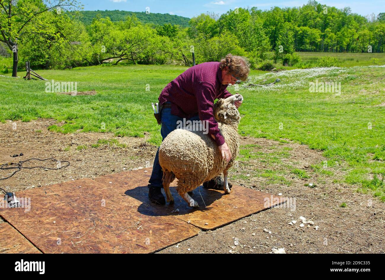 man preparing to shear sheep; arm moving, farm; wool; grass; trees ...