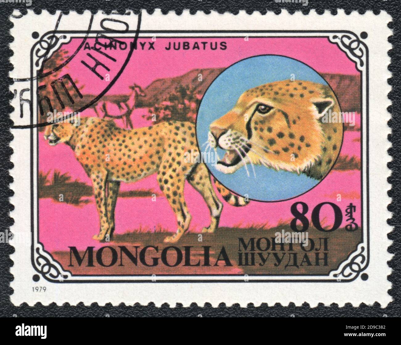 Cheetah acinonyx jubatus postage stamp hi-res stock photography and ...
