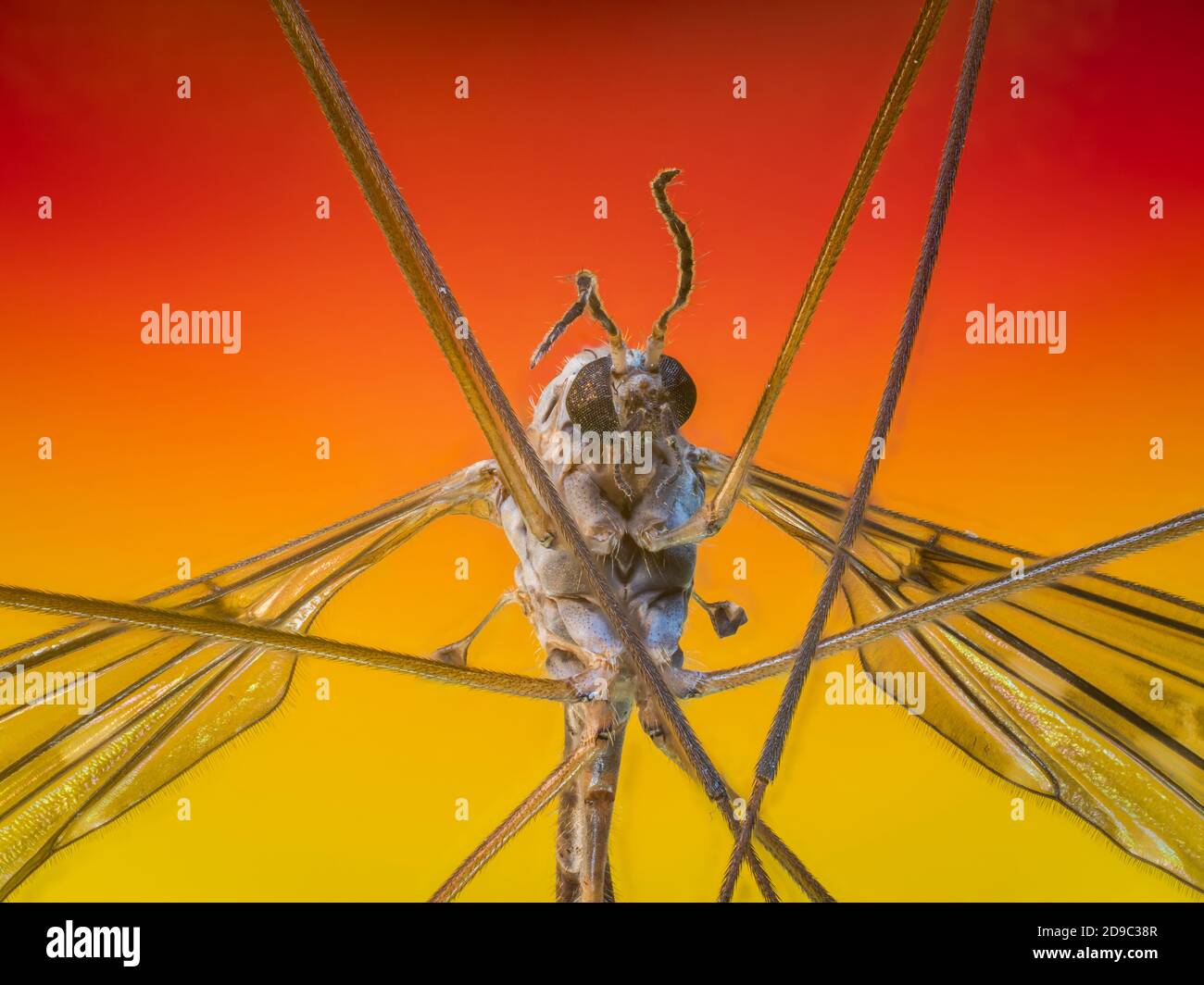 Cranefly head hi-res stock photography and images - Alamy