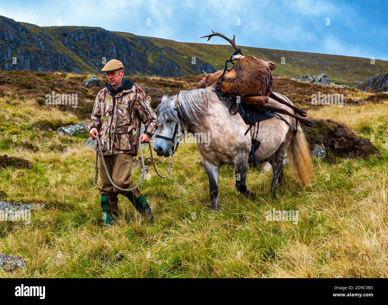 Working hunter pony hi-res stock photography and images - Alamy