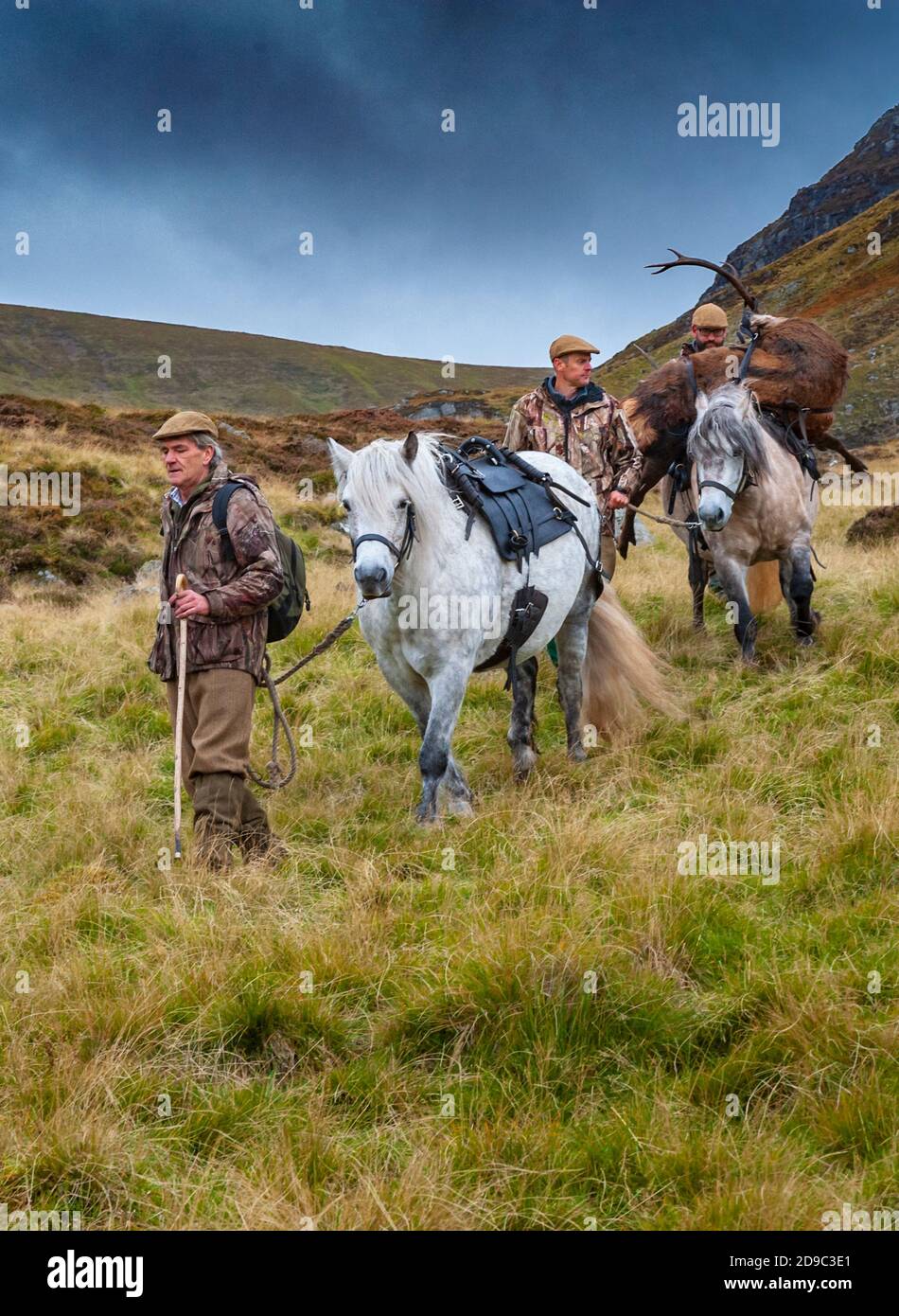 Working hunter pony hi-res stock photography and images - Alamy