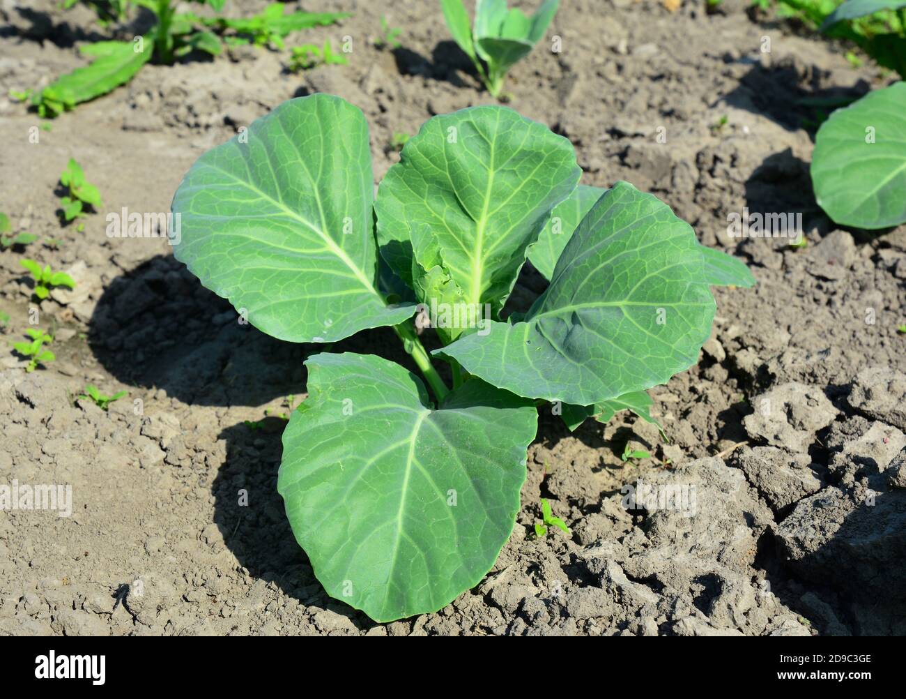 Planting and growing healthy cabbage seedlings in the open ground in ...