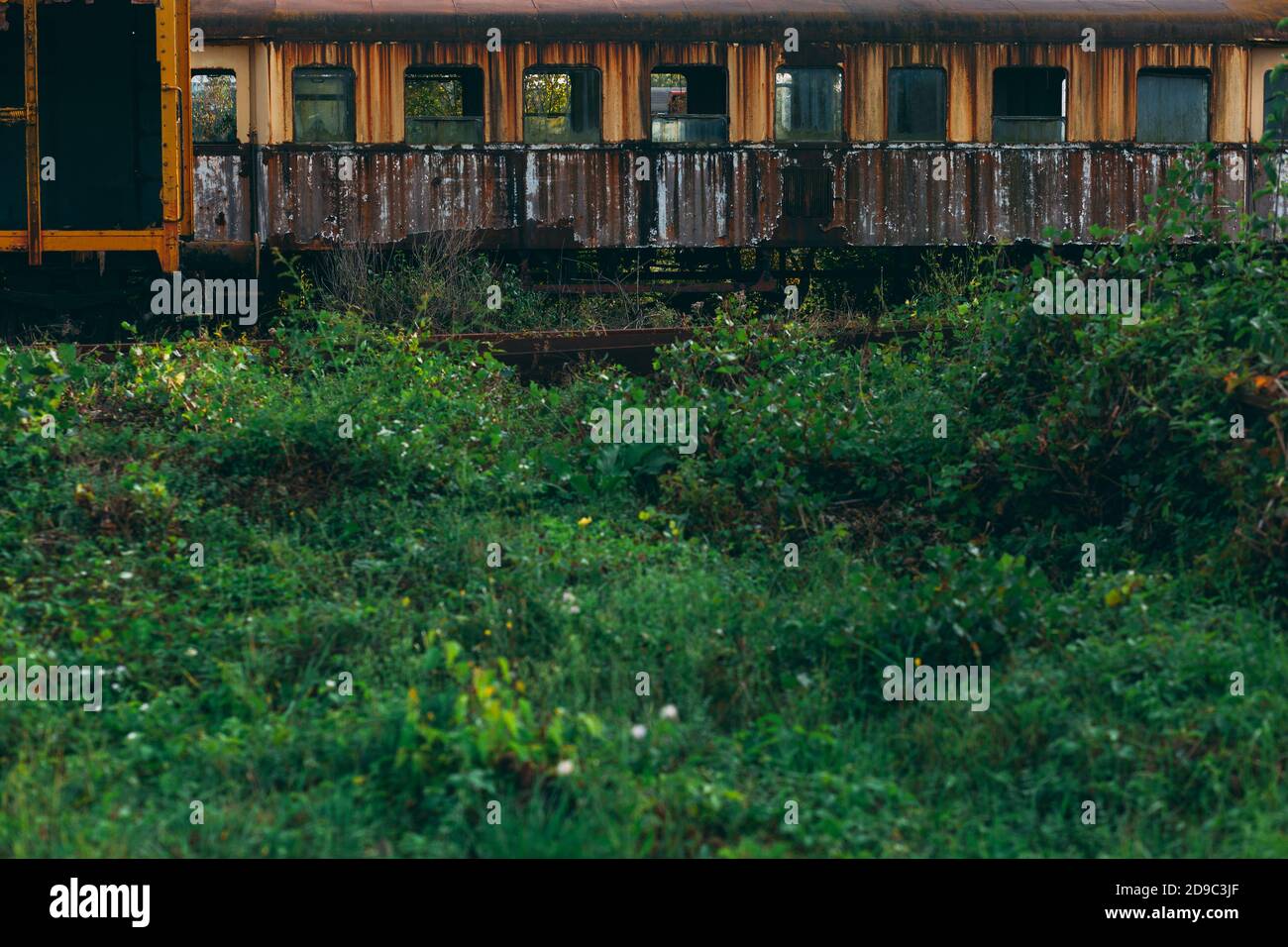 Old abandoned yellow train in scrap yard, forgotten and overgrown with ...