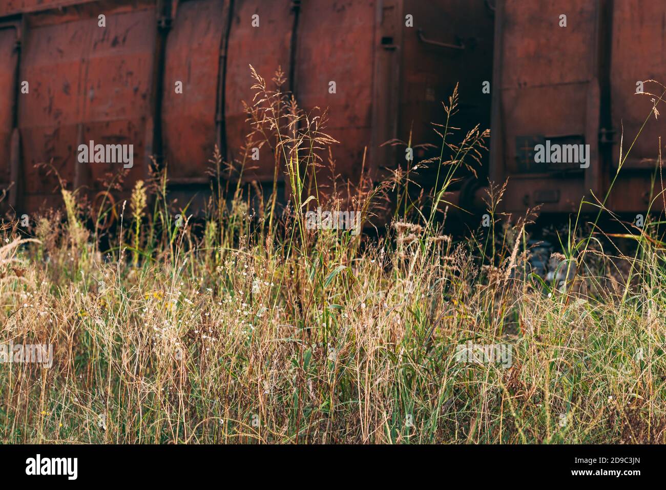 Old abandoned train, red from rust, hidden in field of tall grass Stock ...
