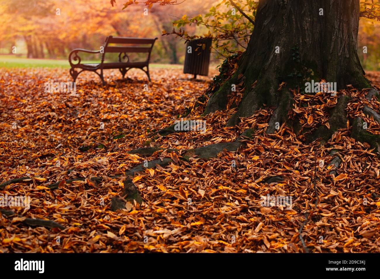 Thick roots old tree protruding hi-res stock photography and images - Alamy