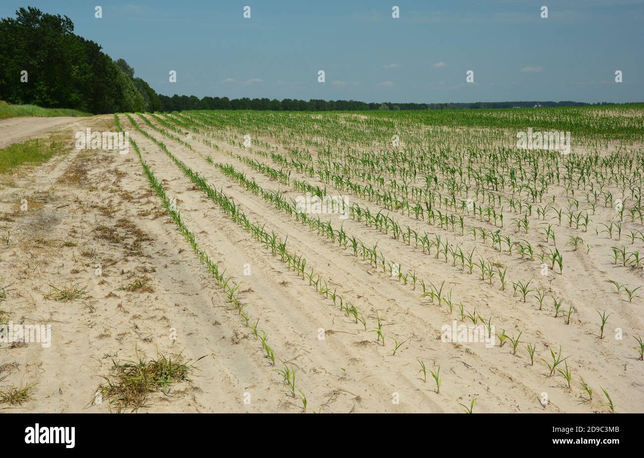 Farming and agriculture: planting and growing corn on dry sandy soil ...