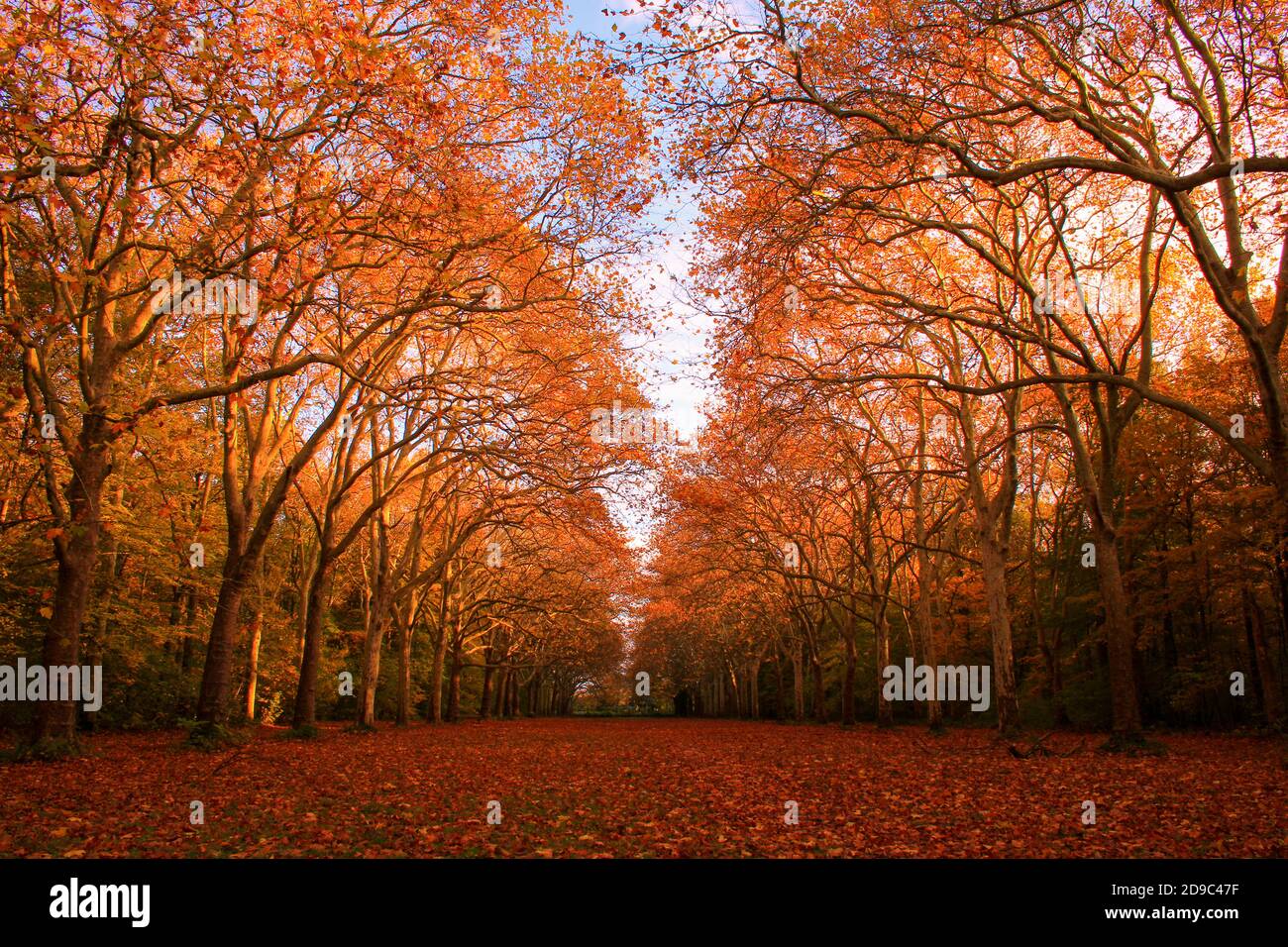 Parallel Forest High Resolution Stock Photography and Images - Alamy
