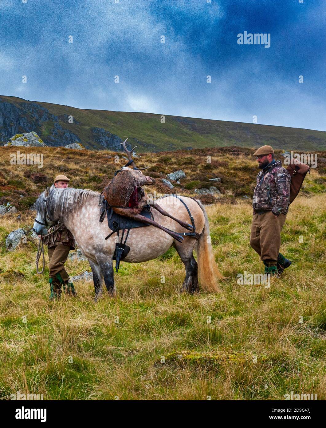 Scotland, UK – A ghillie leading a working highland pony that is ...