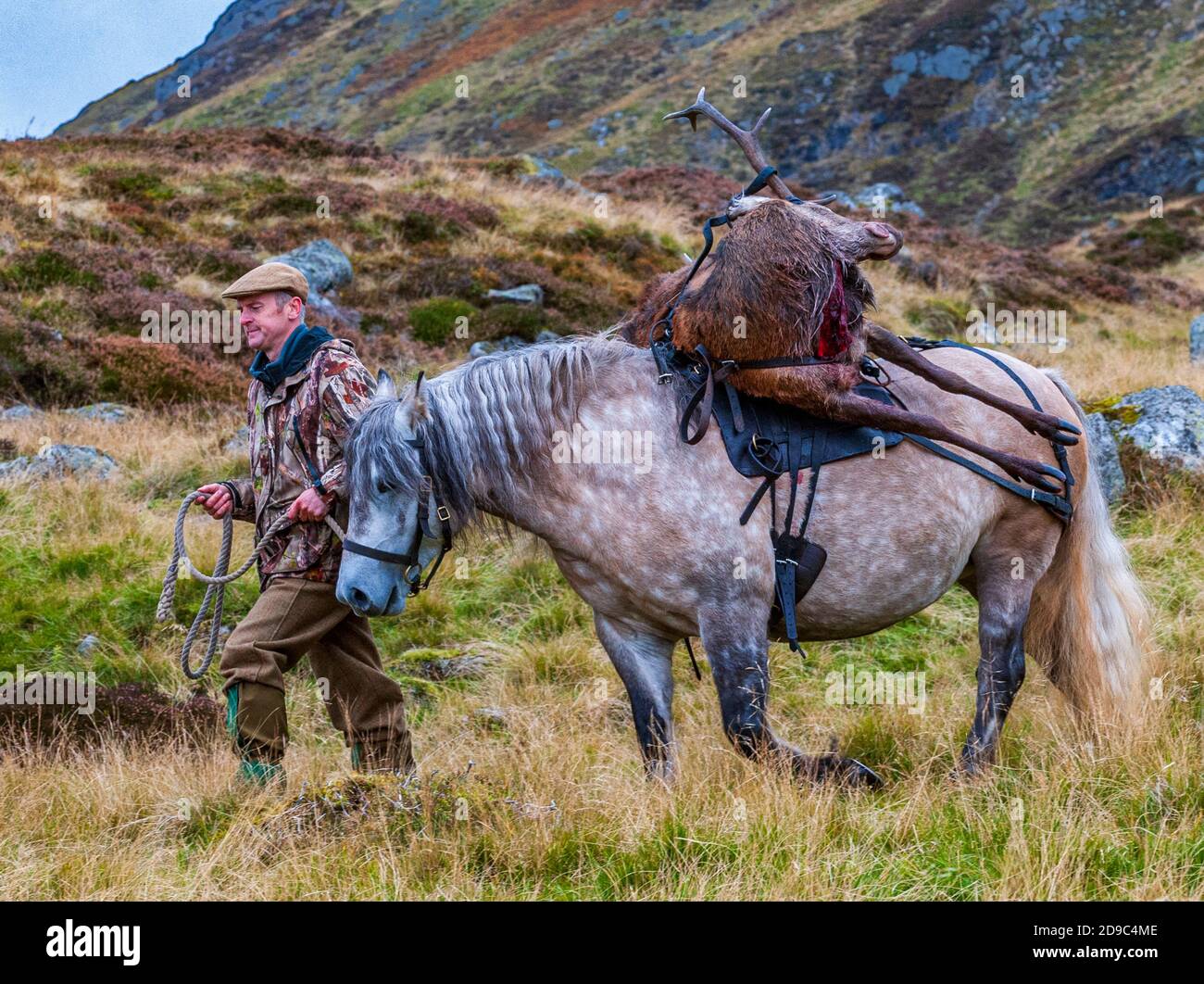 Scotland, UK – A ghillie leading a working highland pony that is ...