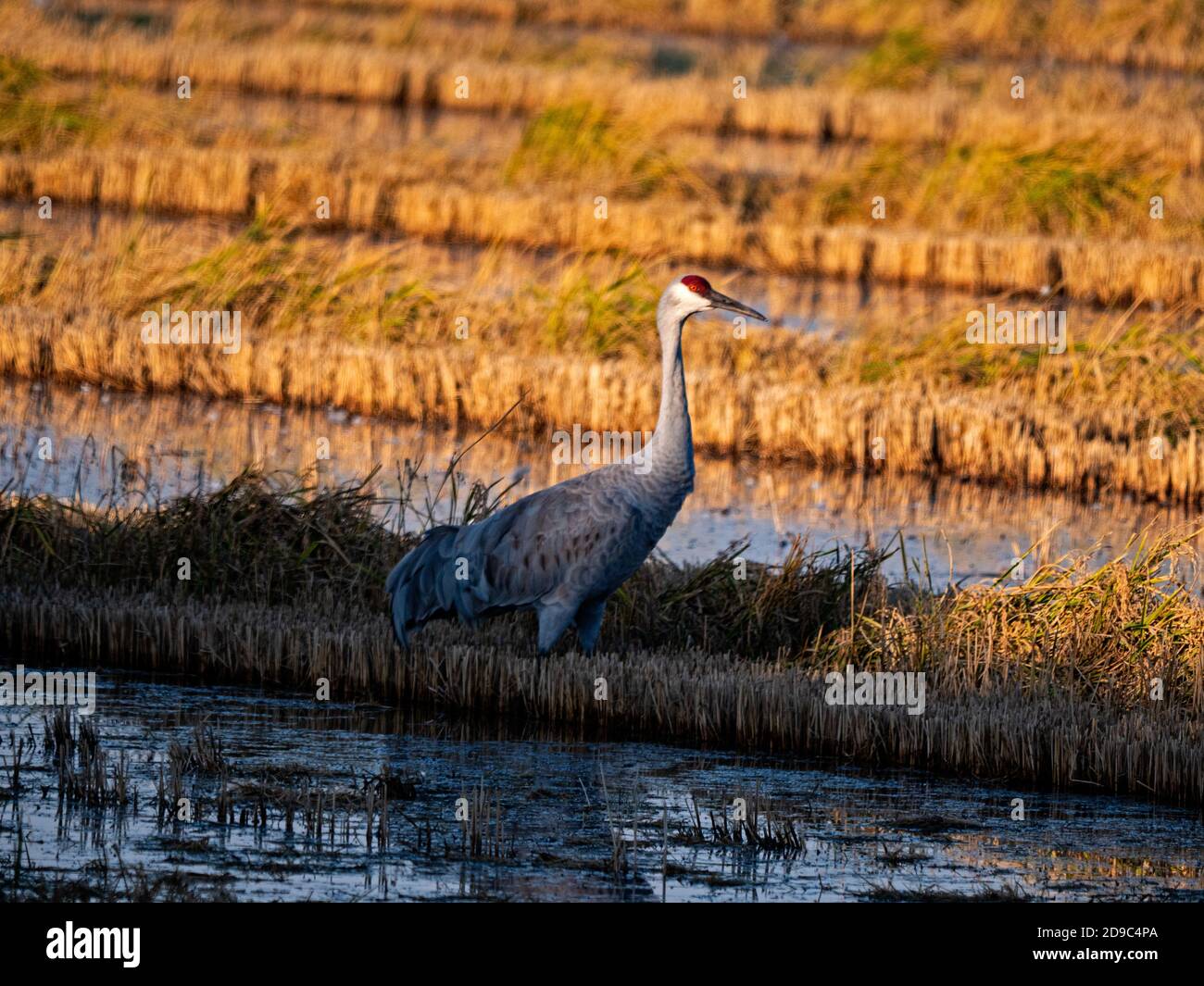 Sandhill Crane in Woodbridge Ecological Reserve, California Stock Photo ...