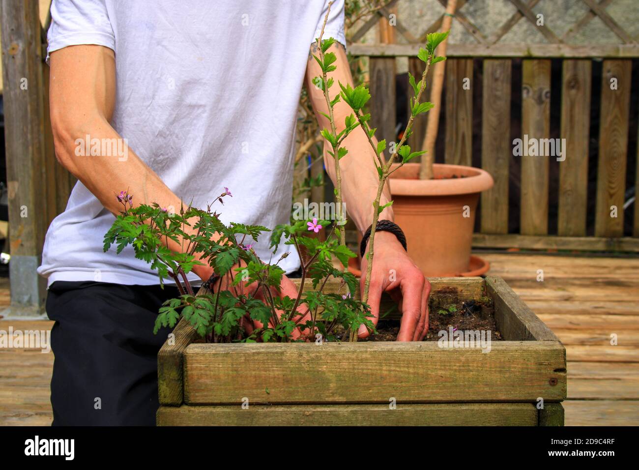 Gardener with a flower tray in an outdoor garden. Man who takes care of ...
