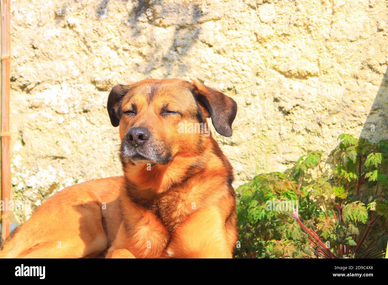 Belgian malinois black hi-res stock photography and images - Alamy