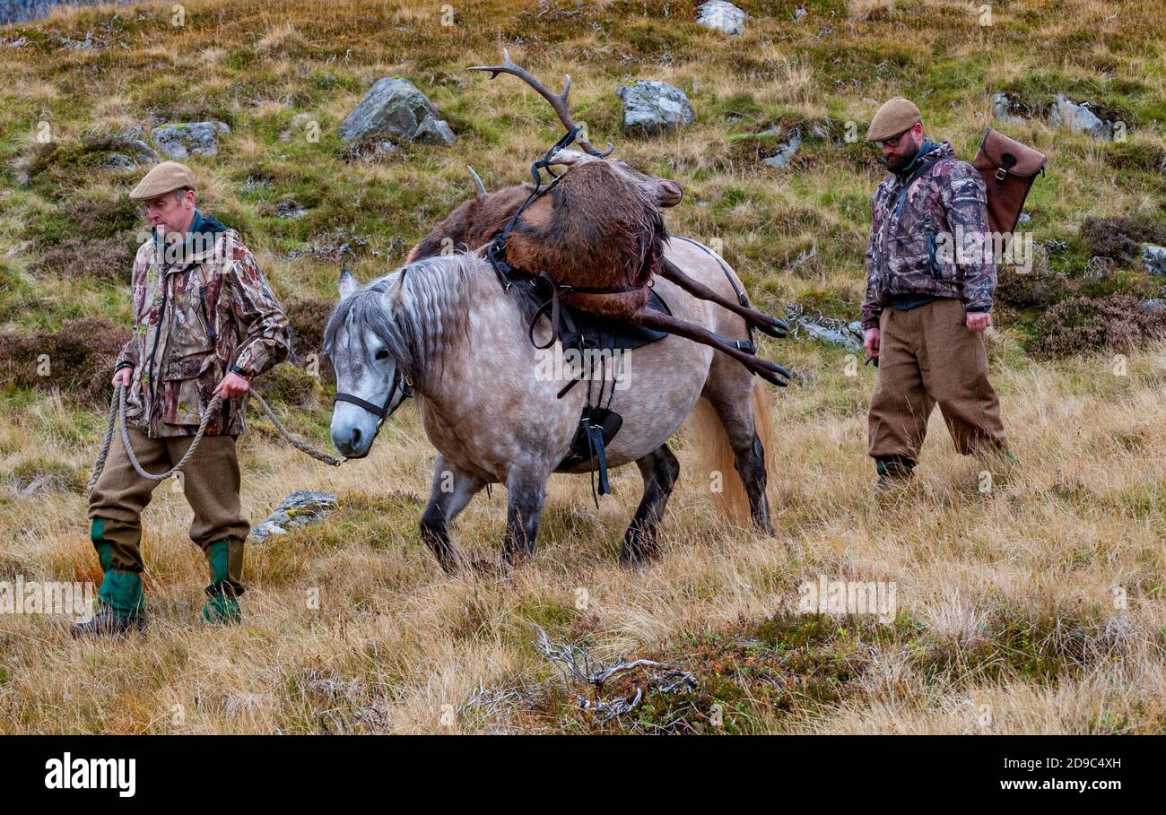 Scotland, UK – A ghillie leading a working highland pony that is ...