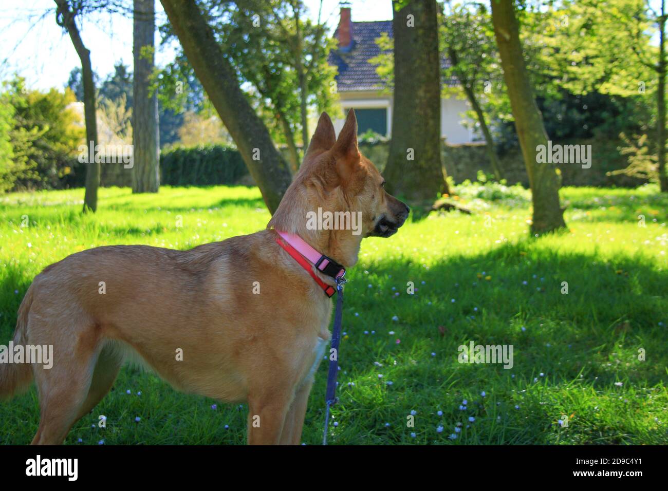 Pretty female Malinois puppy in a garden in the sun. Dog with short ...