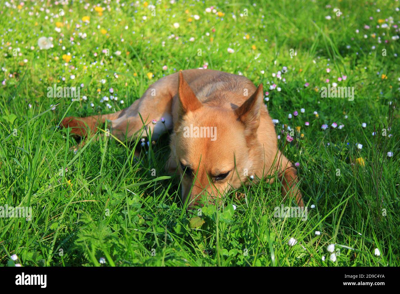 Pretty female Malinois puppy in a garden in the sun. Dog with short ...