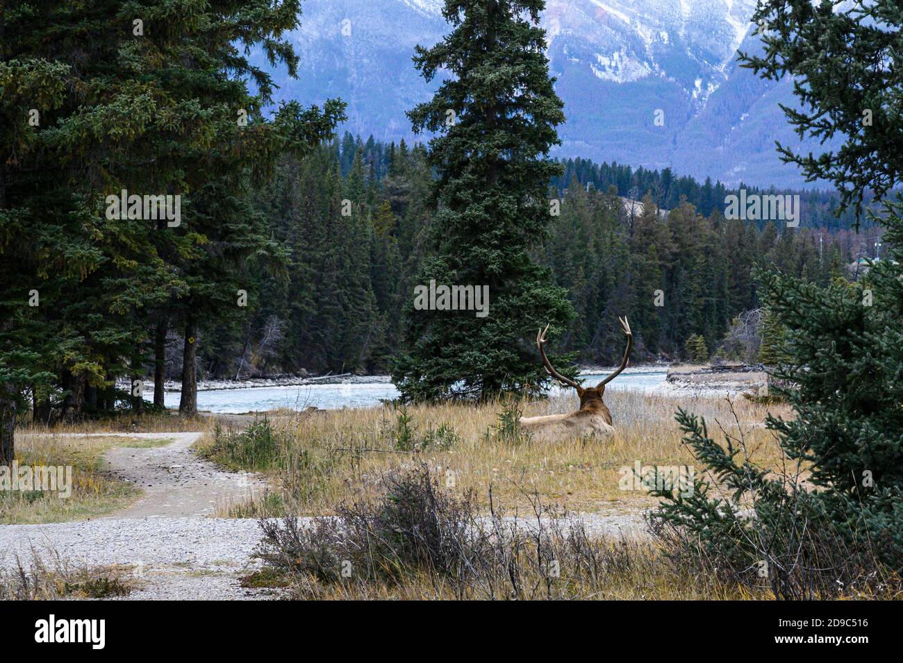 large male elk sitting in the grass with large antlers in Jasper ...