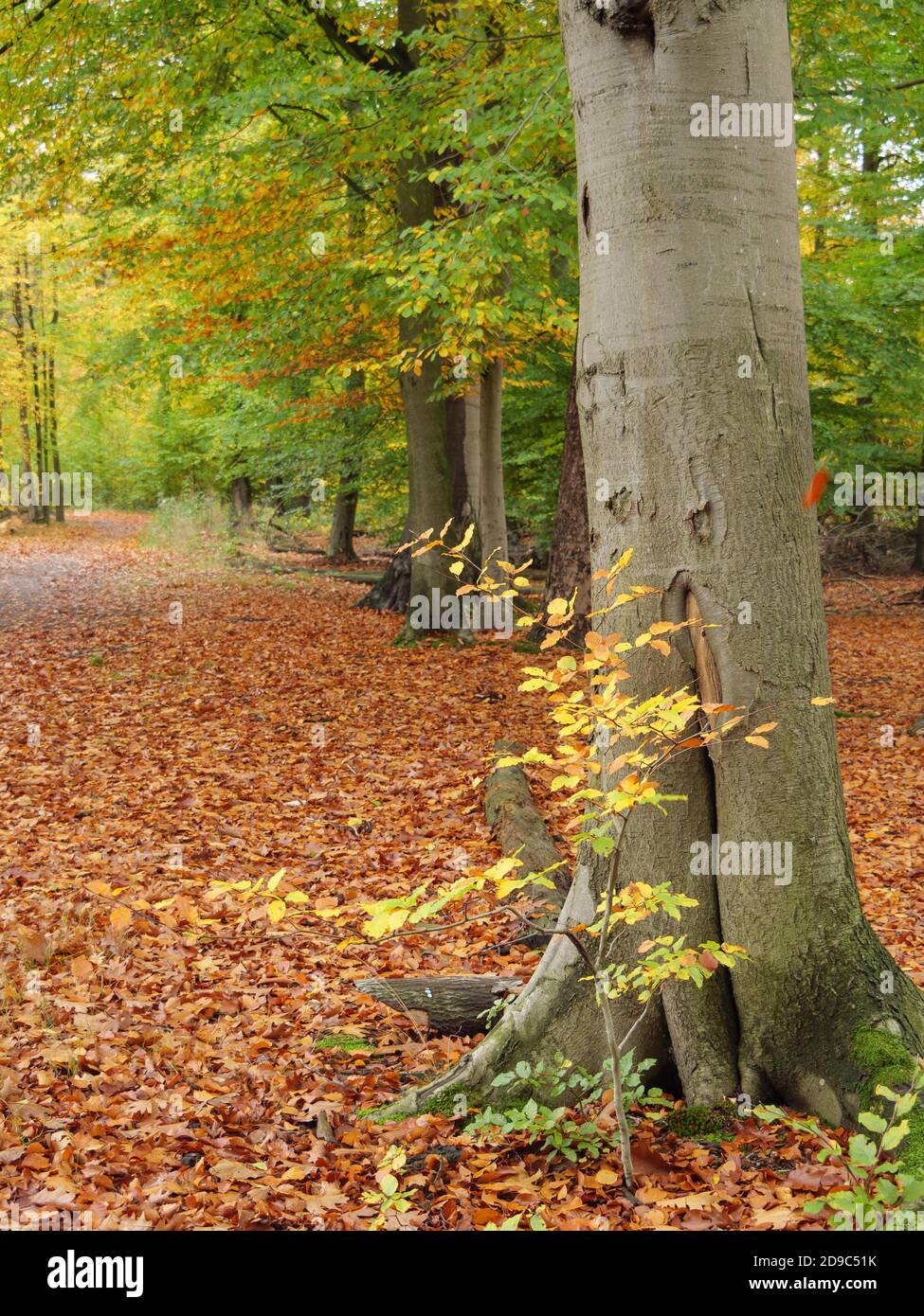 autumn time in the german muensterland Stock Photo - Alamy