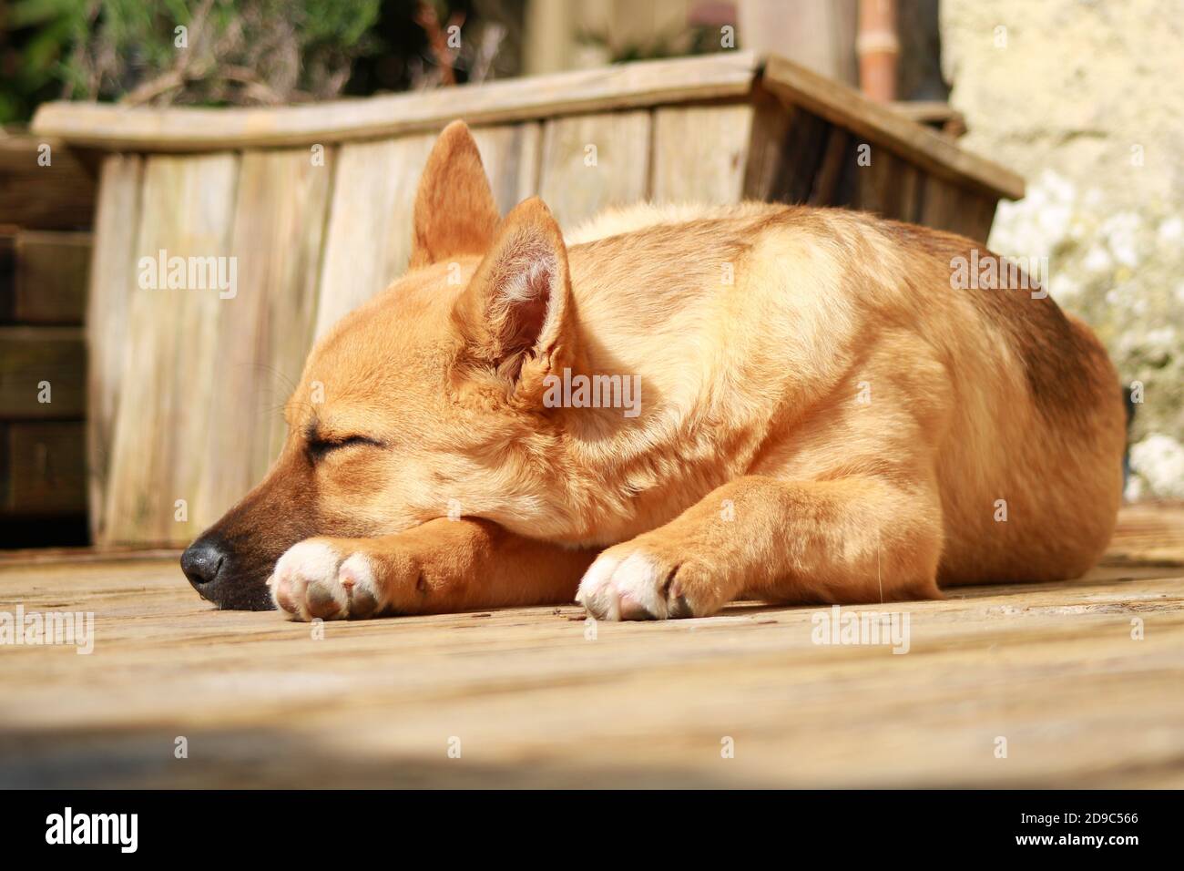 Pretty female Malinois puppy in a garden in the sun. Dog with short ...