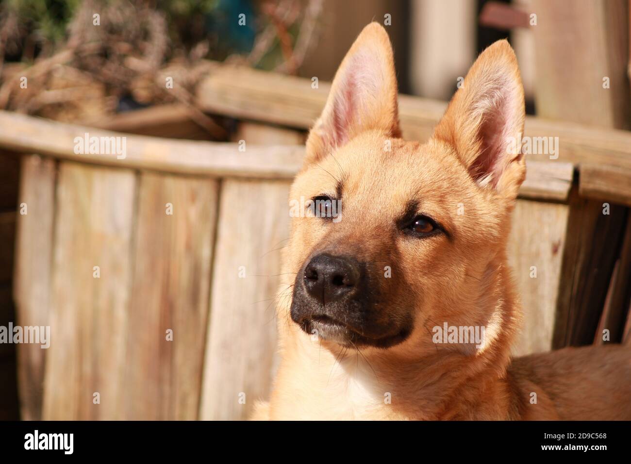 Pretty female Malinois puppy in a garden in the sun. Dog with short ...
