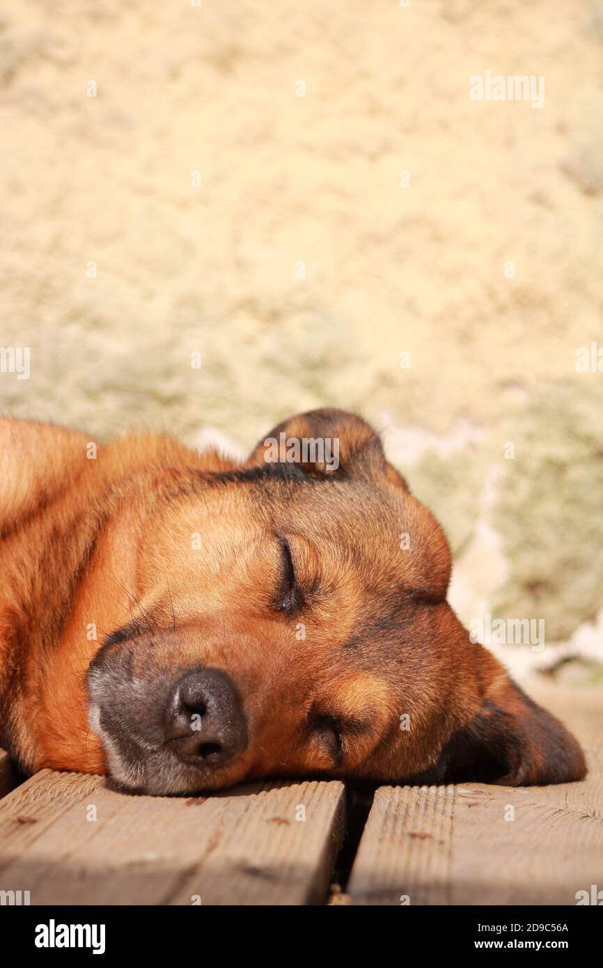 Beautiful brown dog lying on the ground. Head of a Malian shepherd ...