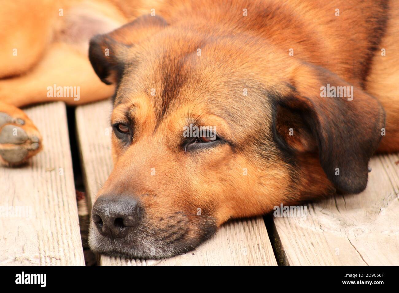Beautiful brown dog lying on the ground. Head of a Malian shepherd ...