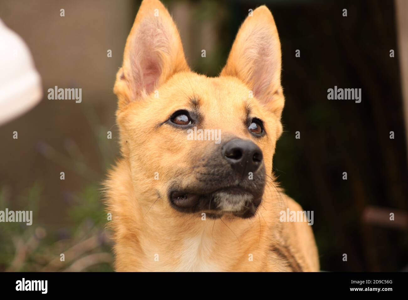Pretty female Malinois puppy in a garden in the sun. Dog with short ...