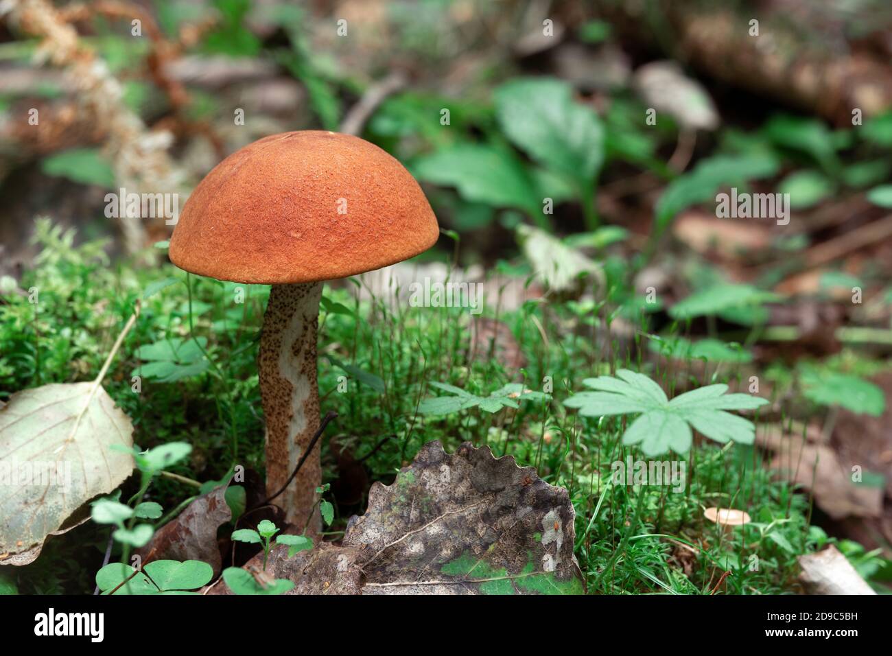 Orange Cap High Resolution Stock Photography and Images - Alamy