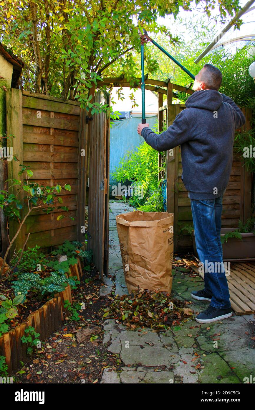 A man carving his trees in his garden with a secateur. Bunch of leaves ...