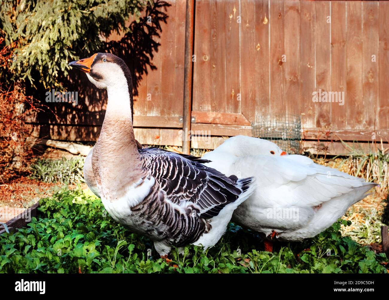 Two pretty goose gray mottled and white Stock Photo - Alamy