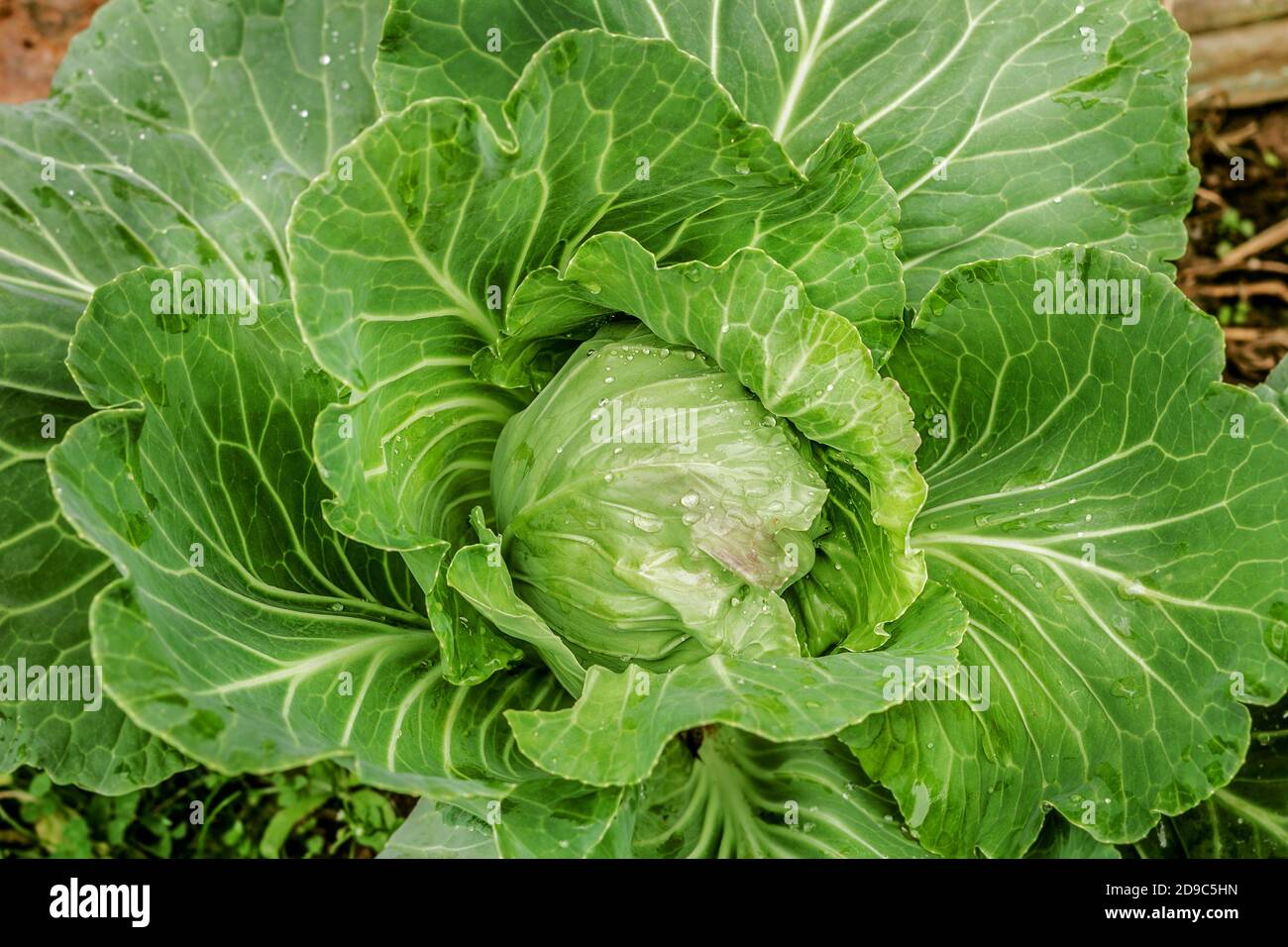 Pretty green luxurious swing cabbage in garden Stock Photo - Alamy
