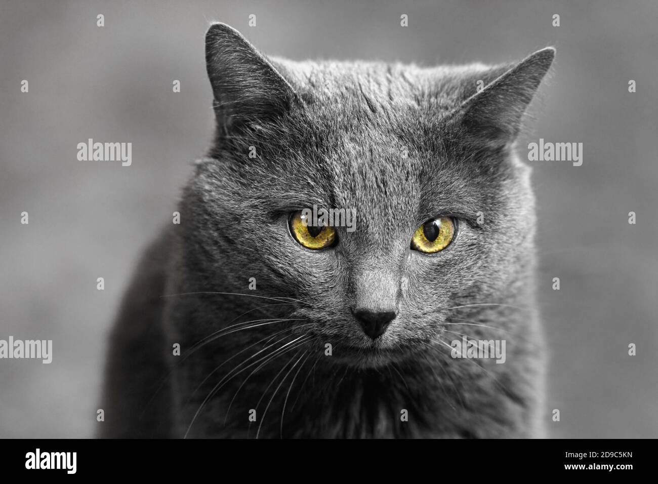 Pretty adult grey cat with yellow eyes Stock Photo - Alamy