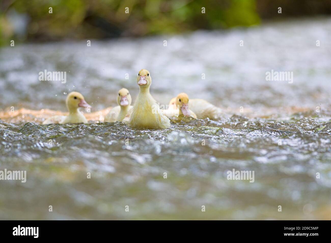 Happy yellow duck family with duckling in lake. ,symbolic of peaceful ...