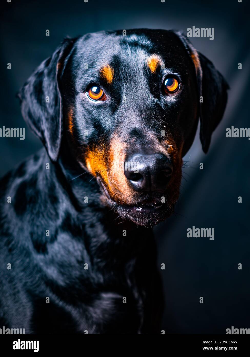 Doberman portrait hi-res stock photography and images - Alamy