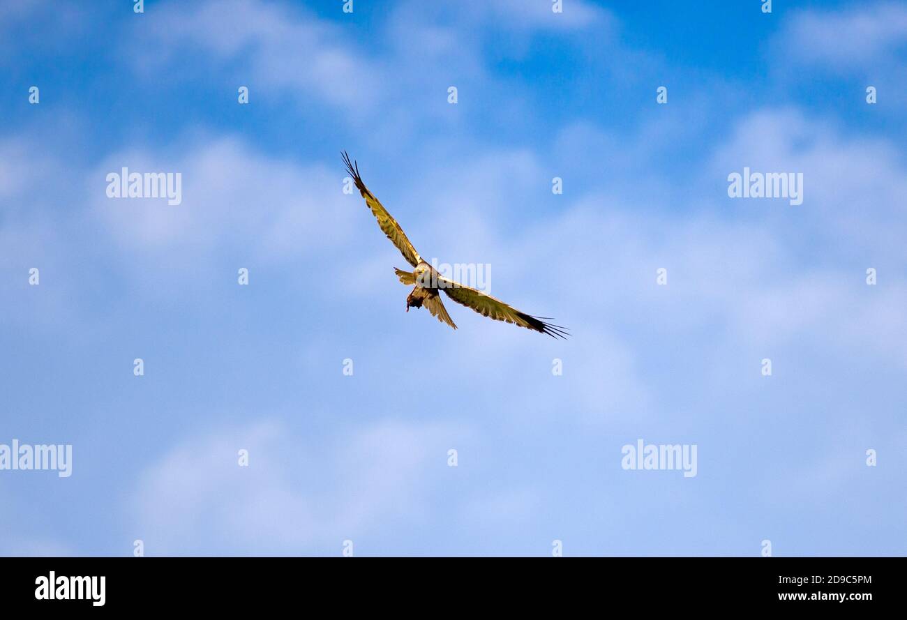 Sky high hawk hi-res stock photography and images - Alamy