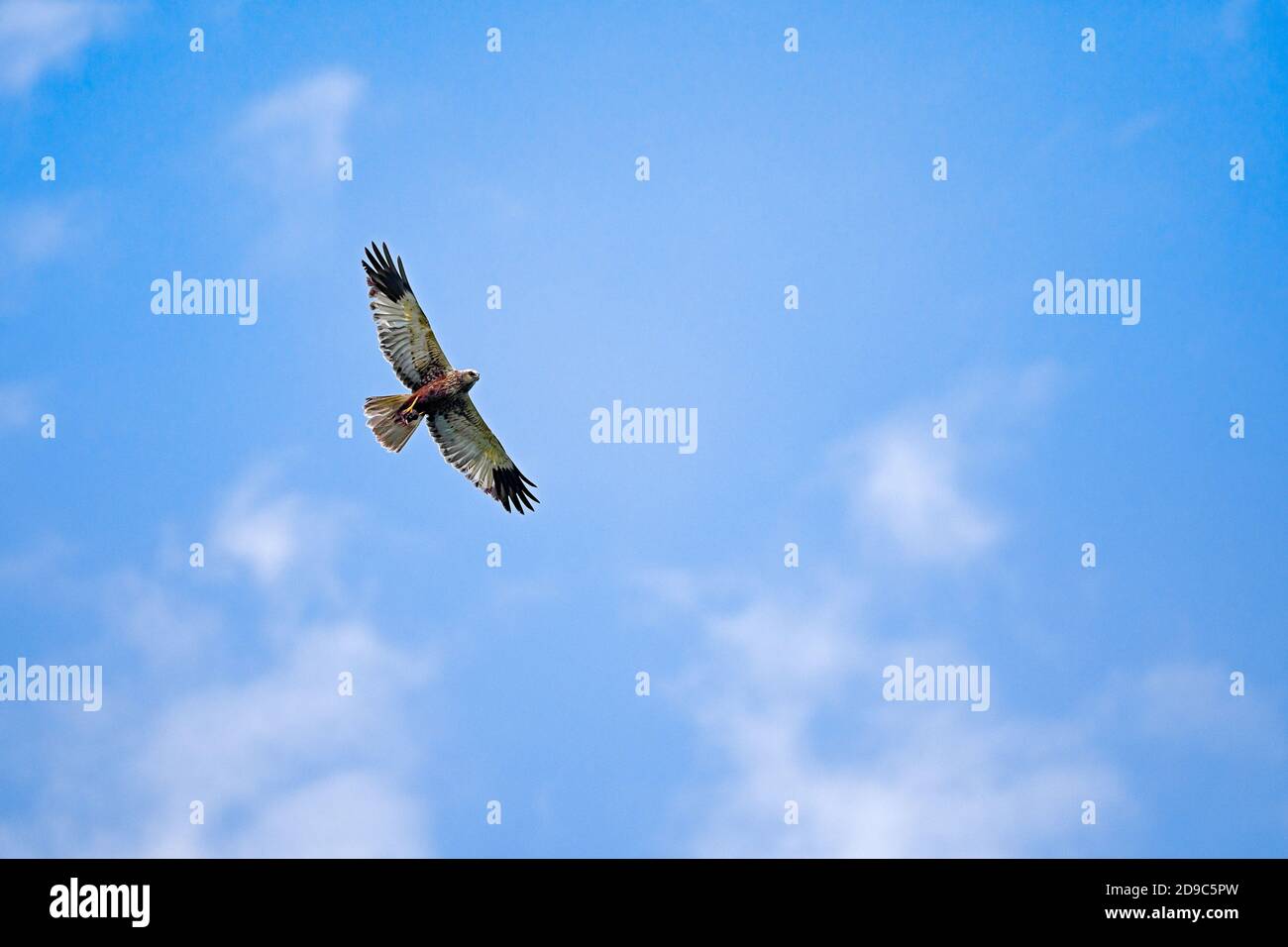 White hawk wings hi-res stock photography and images - Alamy
