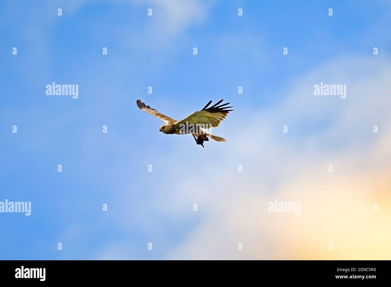 Sky high hawk hi-res stock photography and images - Alamy