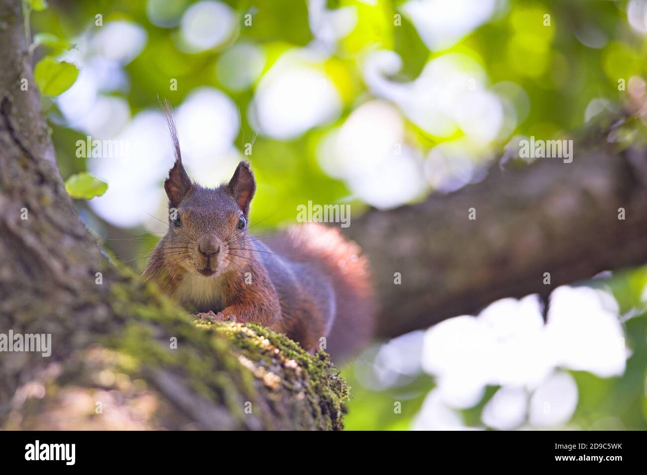 Red tree squirrel posing hi-res stock photography and images - Alamy