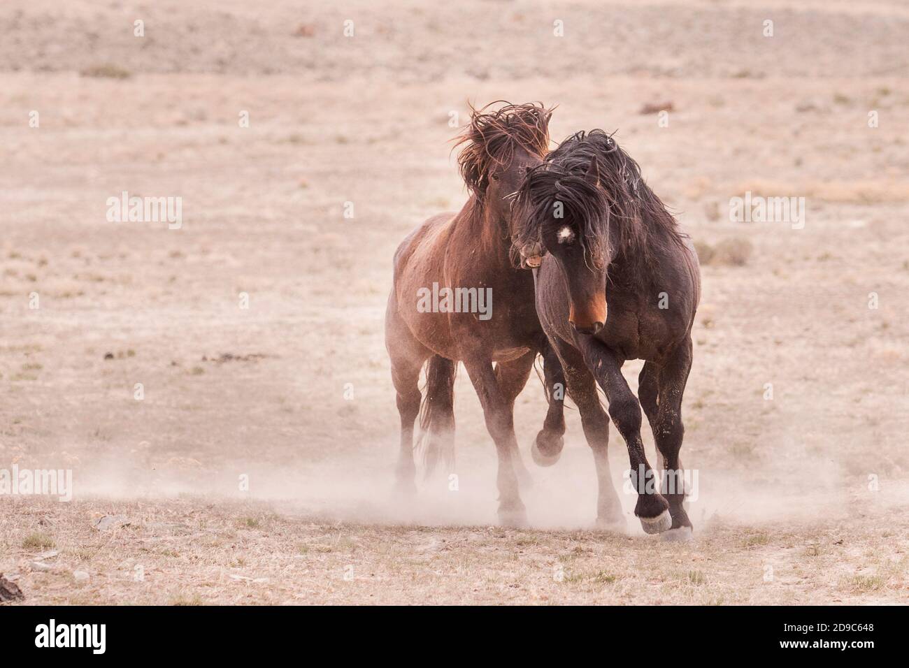 Wild stalion hi-res stock photography and images - Alamy