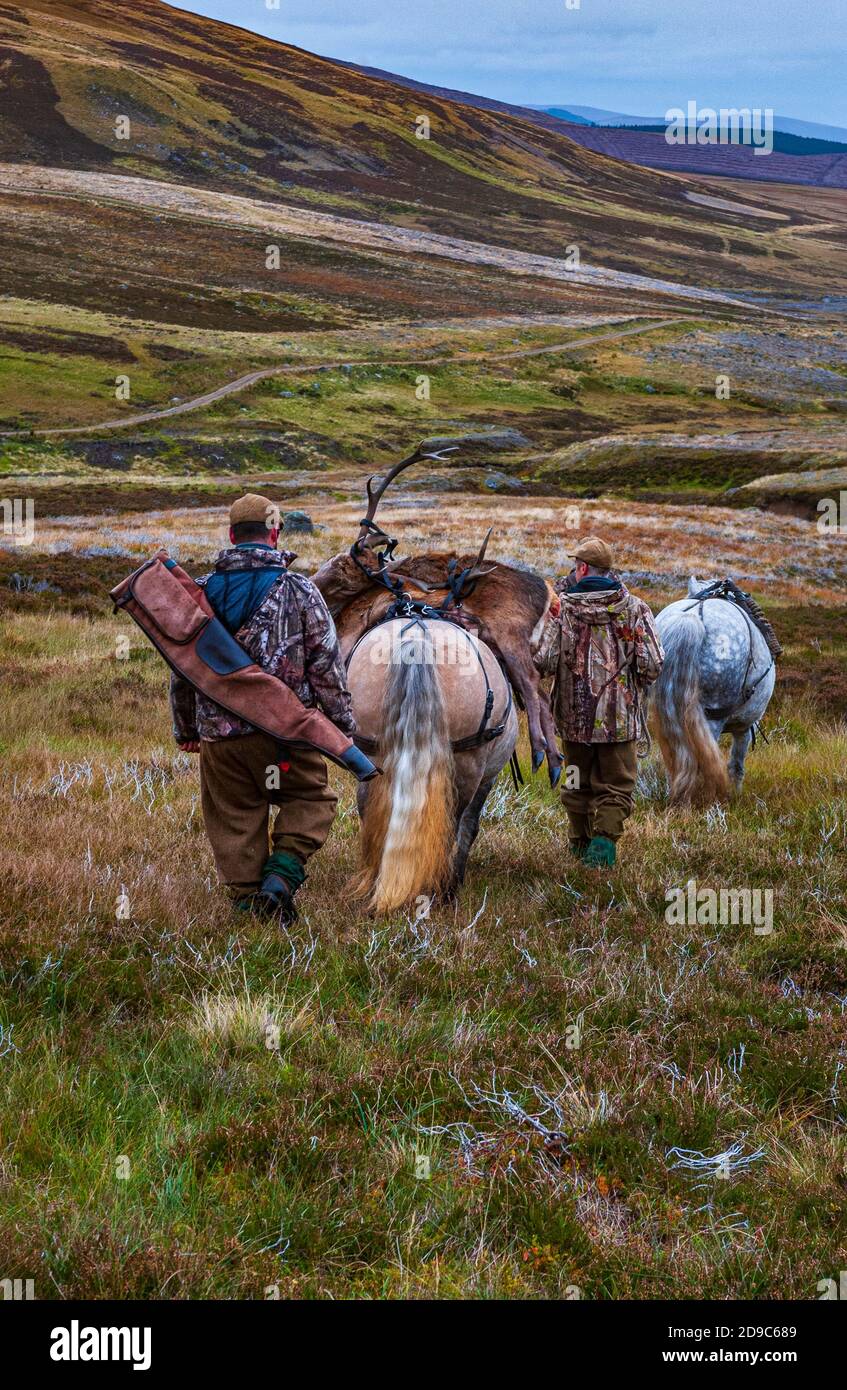 Working hunter pony hi-res stock photography and images - Alamy