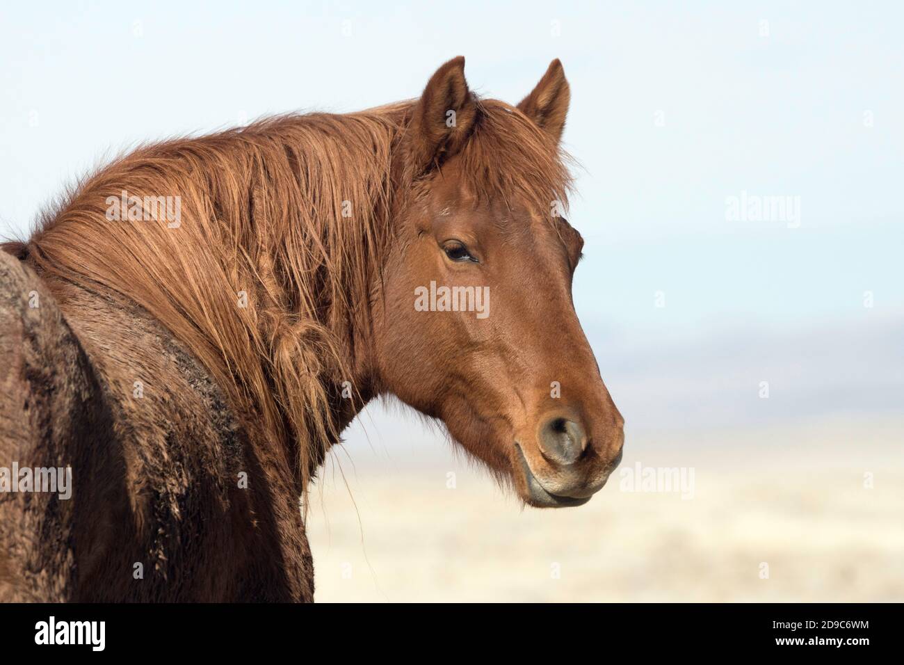 Wild stalion hi-res stock photography and images - Alamy