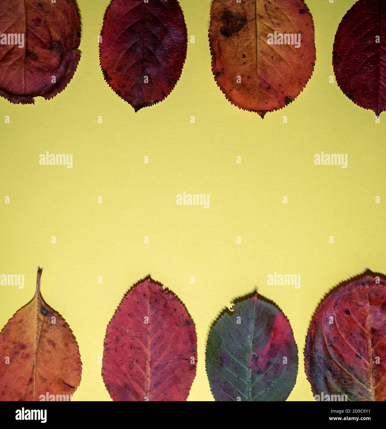 Autumn layout with leaves. Yellow background. Autumn concept Stock ...