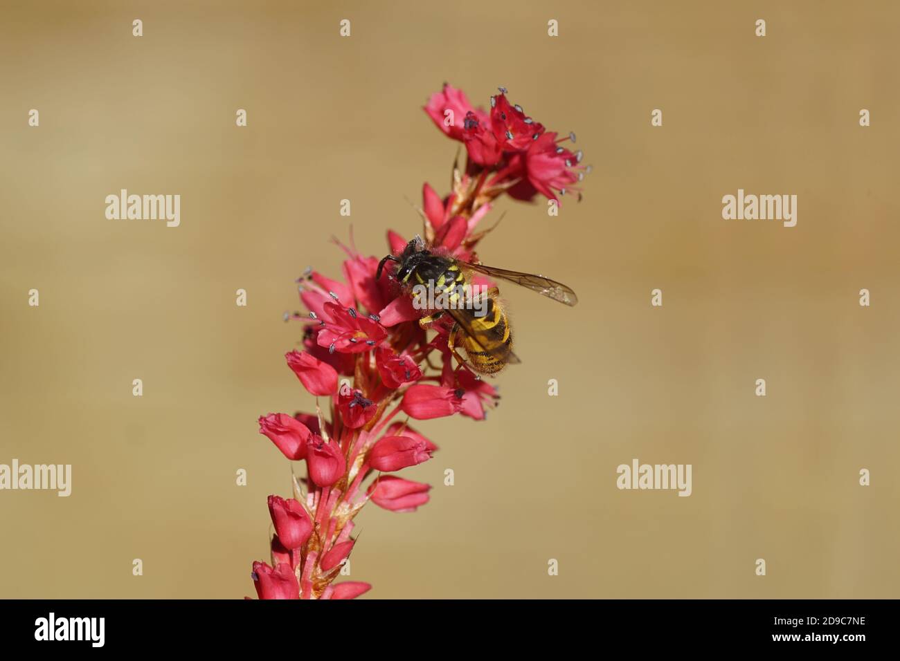 Common wasp (Vespula vulgaris) of the family Vespidae). On flowers of ...