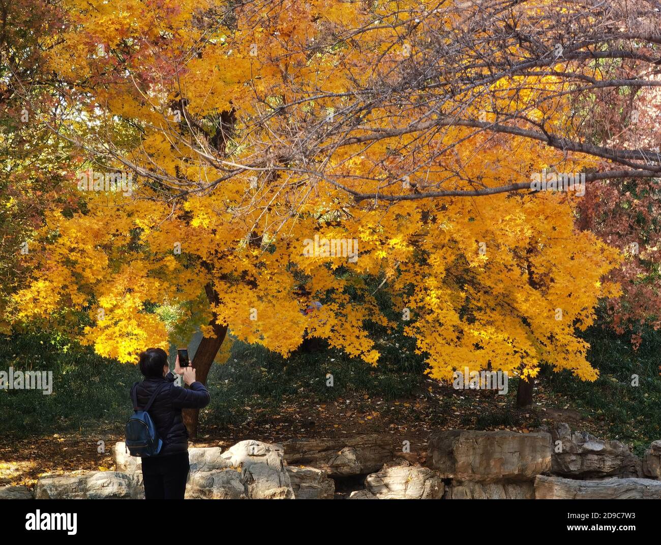 Beijing, China. 4th Nov, 2020. A tourist takes photos of ginkgo trees ...