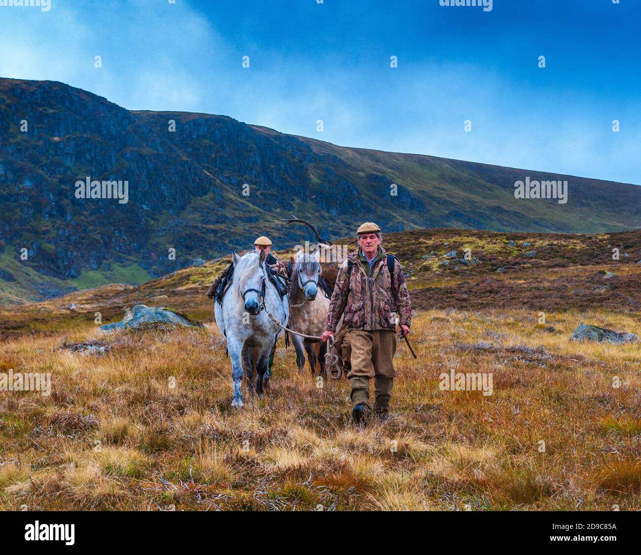 Working hunter pony hi-res stock photography and images - Alamy