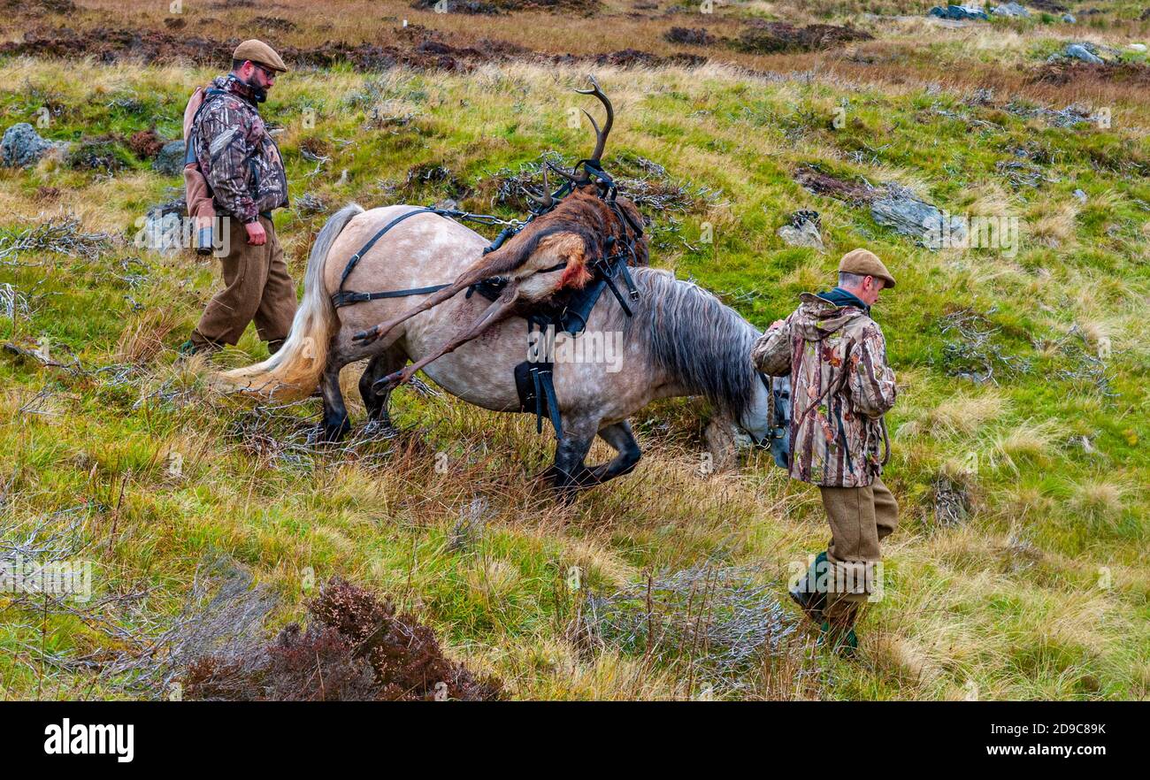 Working hunter pony hi-res stock photography and images - Alamy
